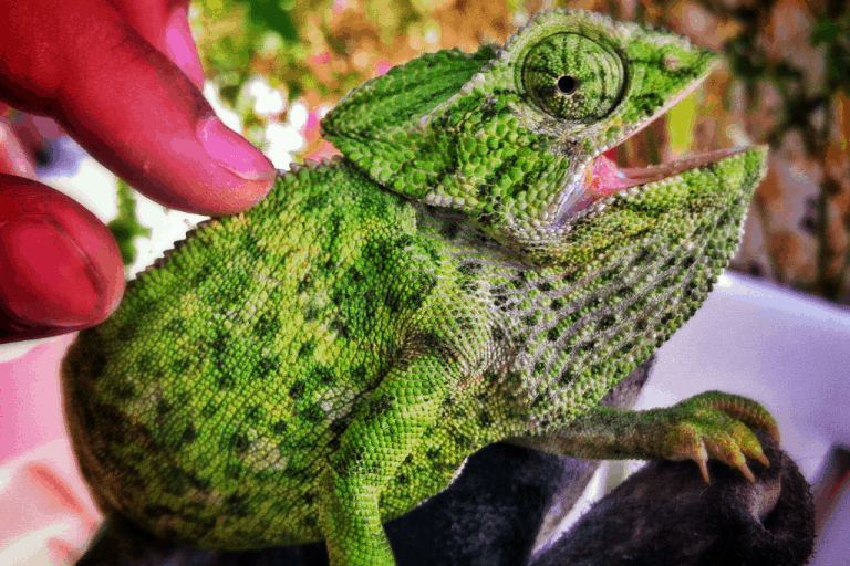 Are Chameleons Dangerous? Detailed Guide | Reptilia Planet