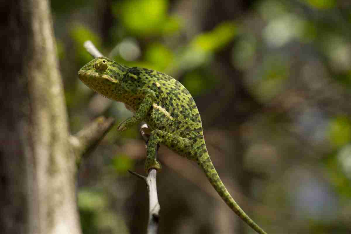 Can Chameleons Actually Hear? (Comparing Sounds) – Reptilia Planet